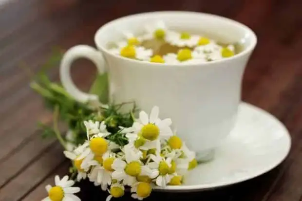 chamomile