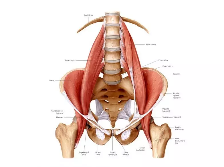 Psoas ମାଂସପେଶୀ ସଞ୍ଚୟ ହୋଇପାରିବ କି?