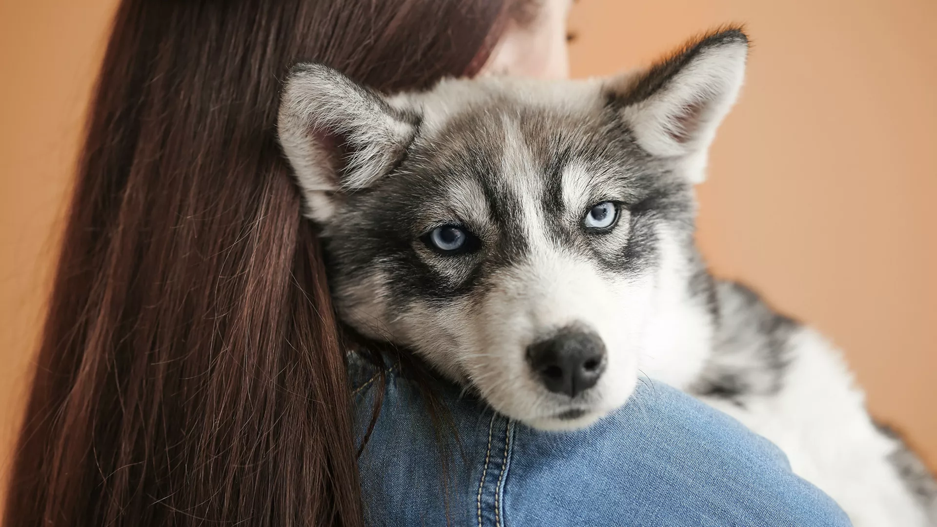 Ikke hvad de troede. Videnskabeligt bevis, der ændrede den måde, vi tænker om hunde på