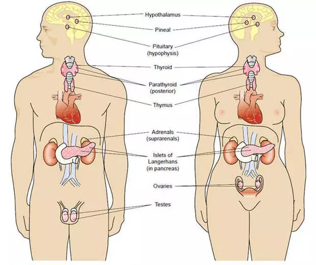 Thyroid gland: ọgụgụ isi, ọnụ ọgụgụ dị gịrịgịrị na ọnọdụ dị mma