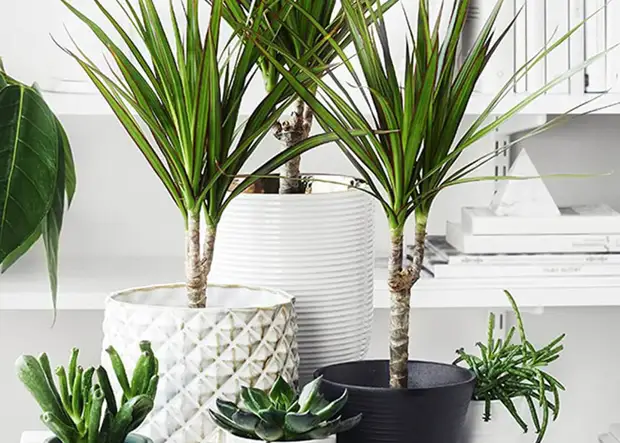 Dracaena muaj ciam teb