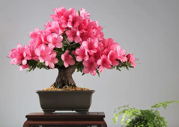 Decorative azalea