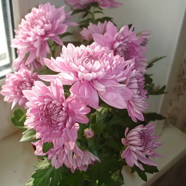 Chrysanthemum dar