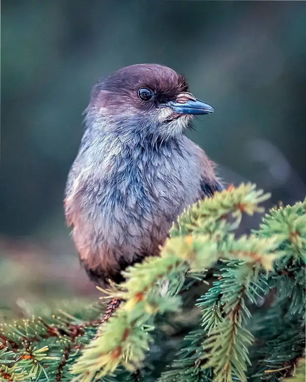 Hoe Angry Birds lykje yn it echte libben 16