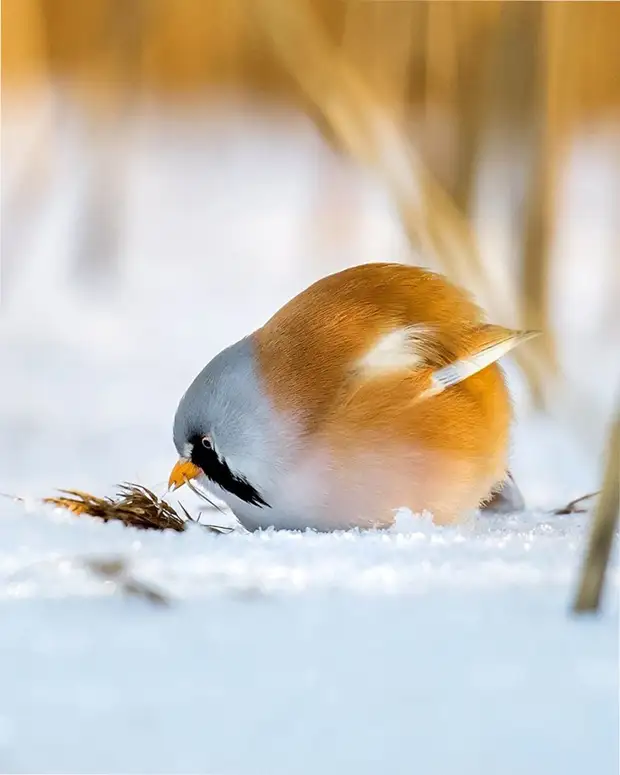 hoe Angry Birds der útsjen yn it echte libben 4