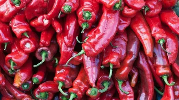 Chili Pepper Anti-Obesity Drug Shows Effects in Animal Tests