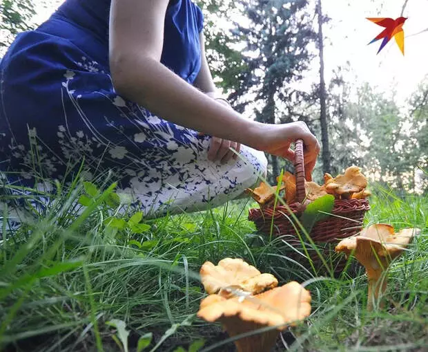 Jam ከ ... chanterelles