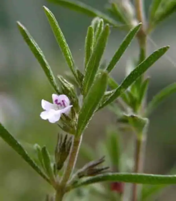 Sedap herba yang berguna