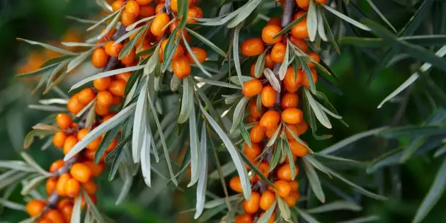 Komwe mungayang'ane mavitamini mu kugwa: mu sea buckthorn