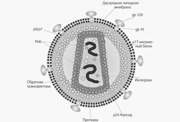 De structuur van het HIV-virion