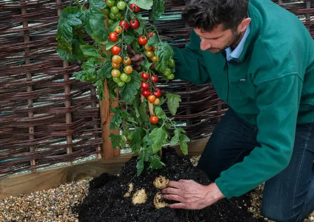 10 nijsgjirrige feiten oer ierappels