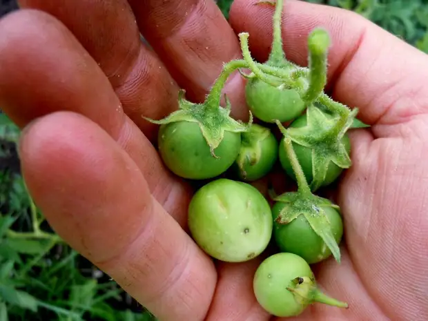 10 nijsgjirrige feiten oer ierappels