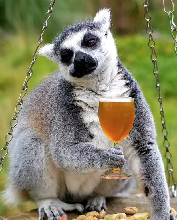 Hanya minum air dan gunakannya! Petikan lemur yang hebat