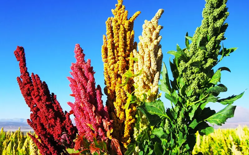 Naudingos quinoa (quinoa) kruopų savybės