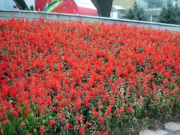 Harbin, lakaw duol sa TV tower