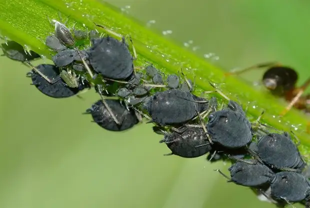 17 nakakagulat at bahagyang nakakatakot na mga katotohanan tungkol sa pagpaparami ng hayop