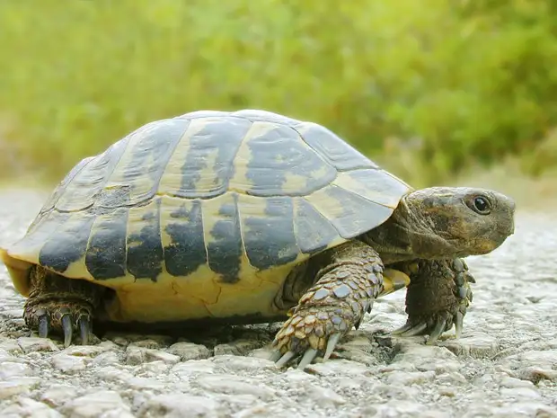 動物の繁殖に関する17の驚くべき少し怖い事実