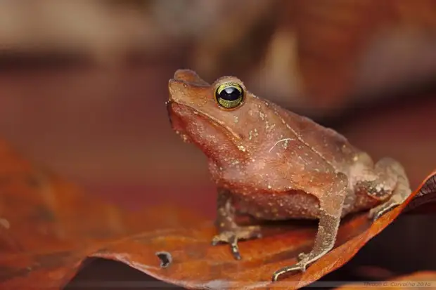 動物の繁殖に関する17の驚くべき少し怖い事実