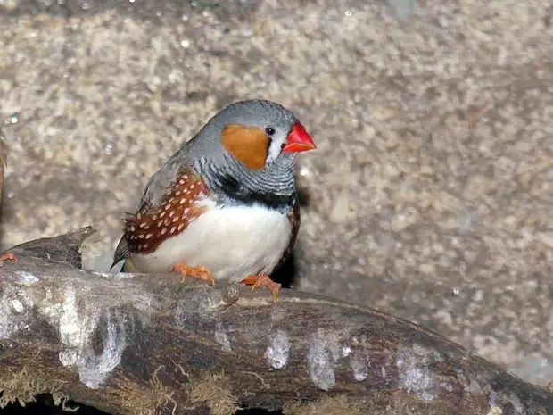 動物の繁殖に関する17の驚くべき少し怖い事実