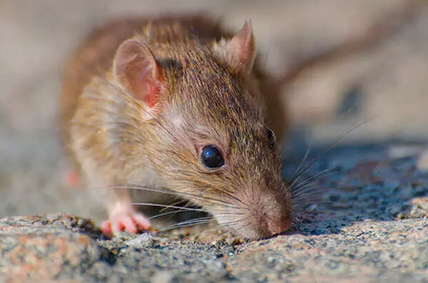 齧歯動物はどのような病気や感染症を感染させますか？！