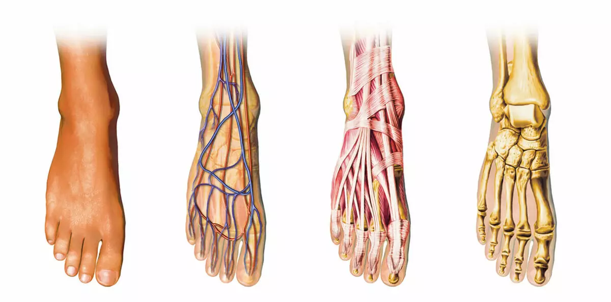 Anatomía del pie. Imagen de internet