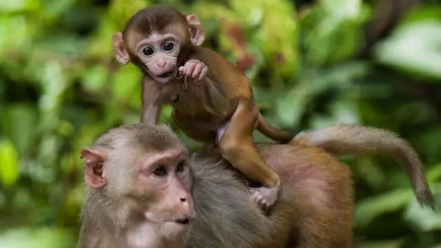 Małpy rezus, które są sztucznie ograniczone w przyjmowaniu pokarmu, żyją dłużej
