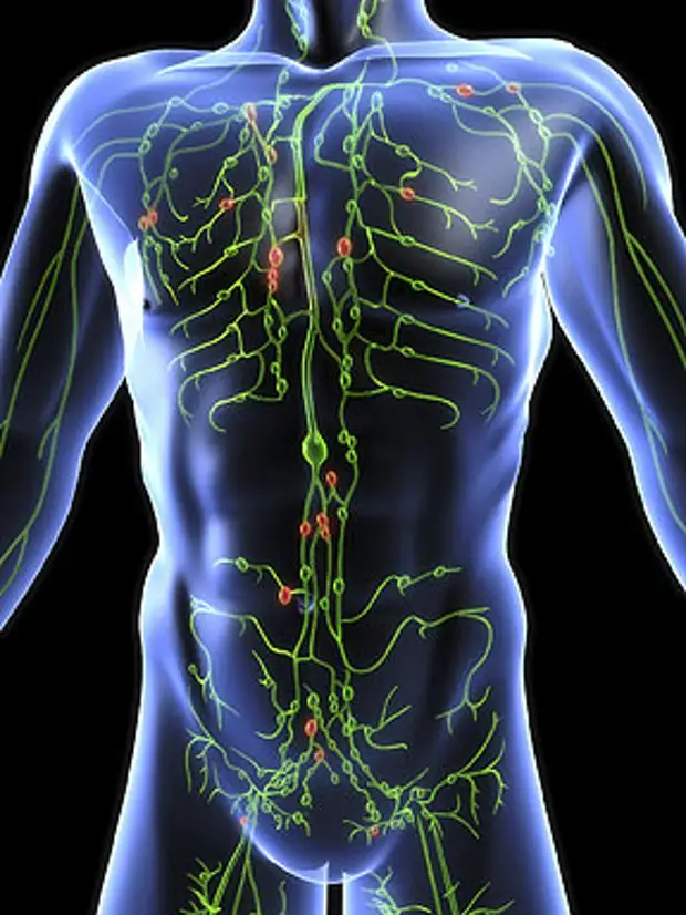 Qaybta 1: Waa maxay sababta Lymph Nodes loogu baahan yahay