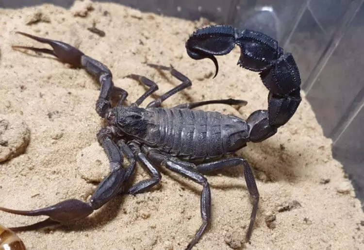 E Fettschwanz Skorpion aus engem anere Wénkel