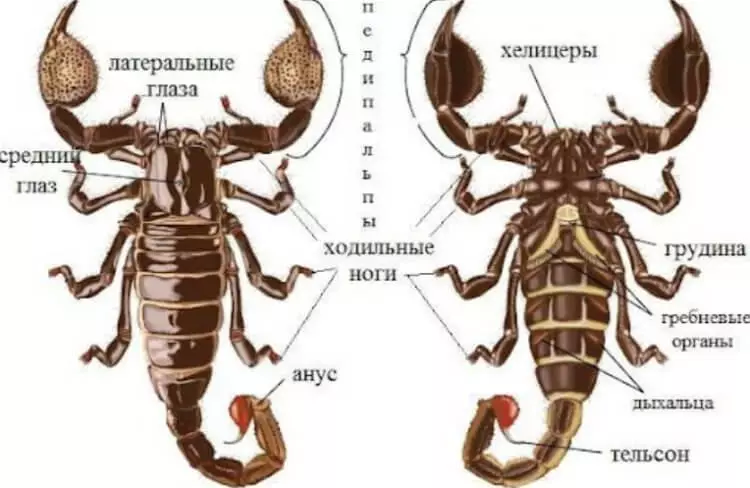 Struttura Scorpion