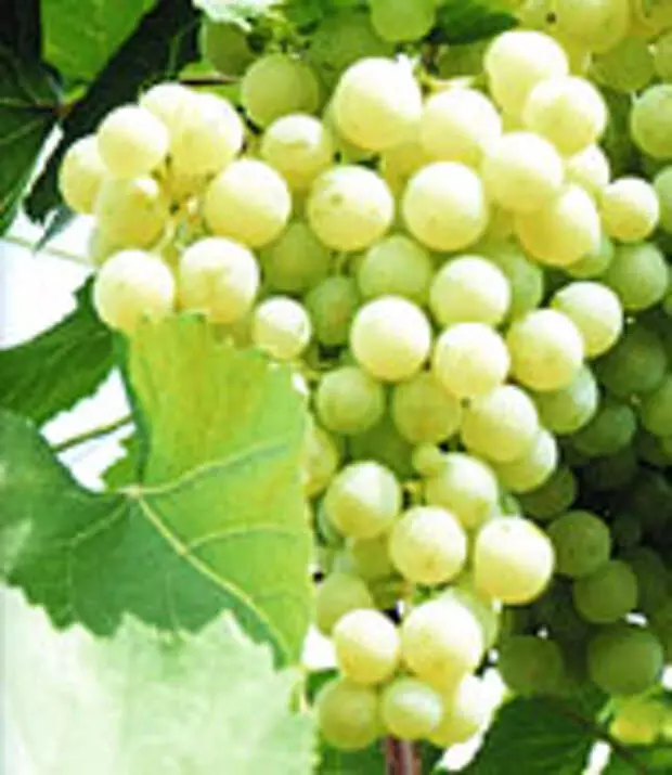 Efecto cosmético de la uva