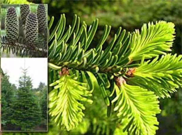 7 ukweli kuhusu faida za conifers