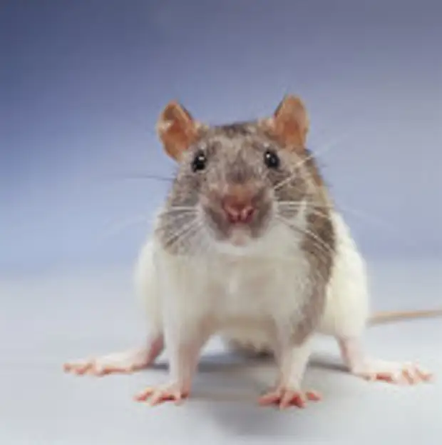 Wetenskaplikes het 'n muis geteel wie se liggaam in staat is om menslike lewerselle te produseer