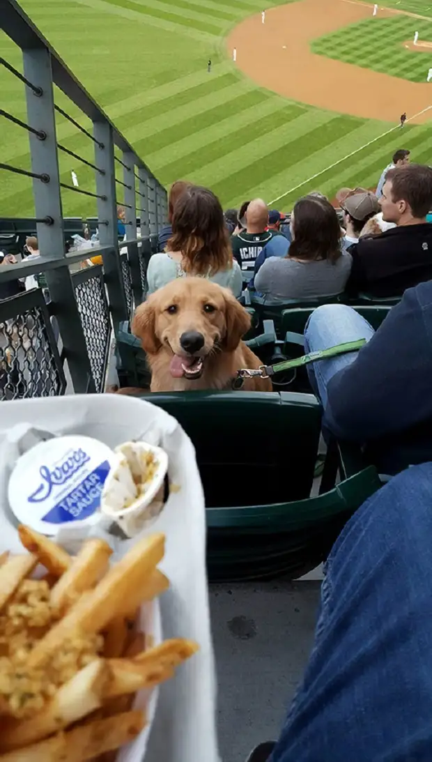 お腹が空いたとき、あなたはあなた自身ではありません。犬が誰にでも食べ物を頼むことができる20の証明