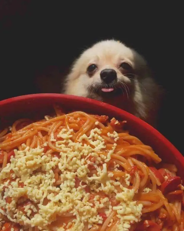 お腹が空いたとき、あなたはあなた自身ではありません。犬が誰にでも食べ物を頼むことができる20の証明