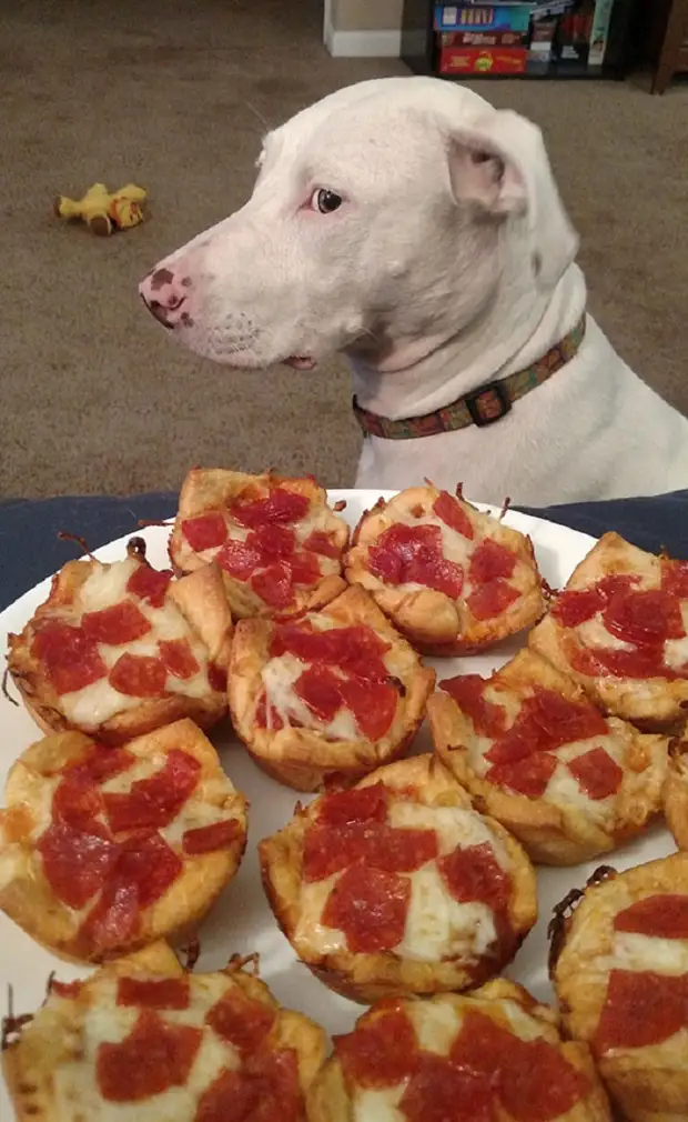 お腹が空いたとき、あなたはあなた自身ではありません。犬が誰にでも食べ物を頼むことができる20の証明