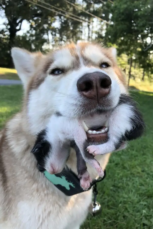 Husky rescató gatitos abandonados en el bosque y reemplazó a su madre