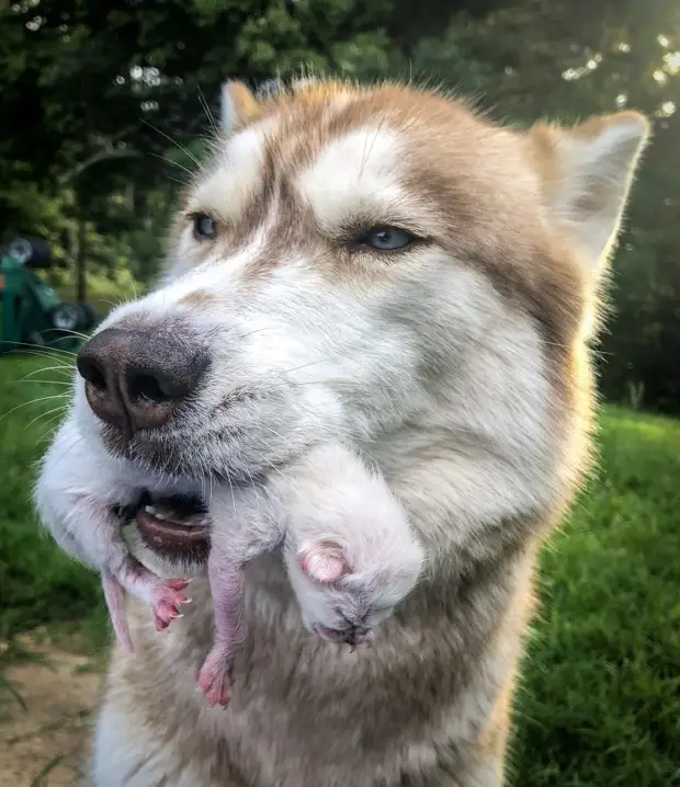 Husky rescató gatitos abandonados en el bosque y reemplazó a su madre