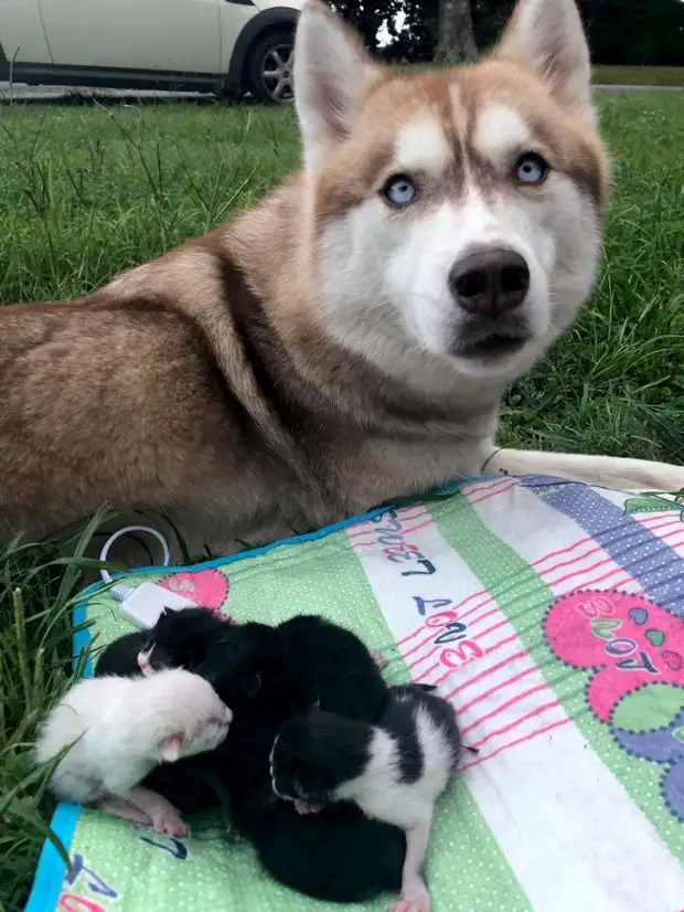 Husky rescató gatitos abandonados en el bosque y reemplazó a su madre