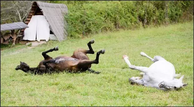 Not only do horses die from hard work, but dementia creeps in.