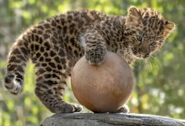 たまらない動物（55枚）