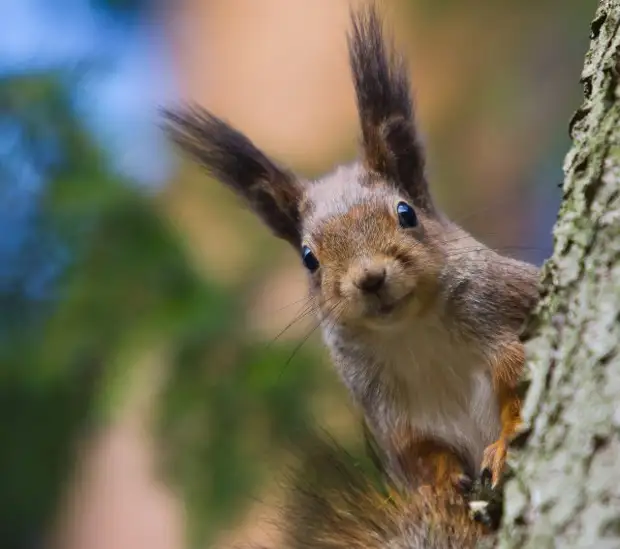 Animais irresistibles (55 fotos)