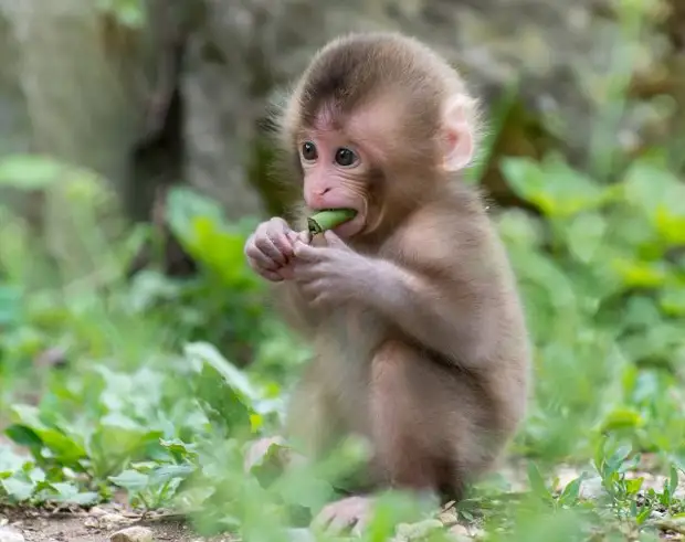 Animale irezistibile (55 de fotografii)