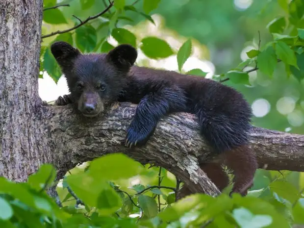 Animais irresistibles (55 fotos)