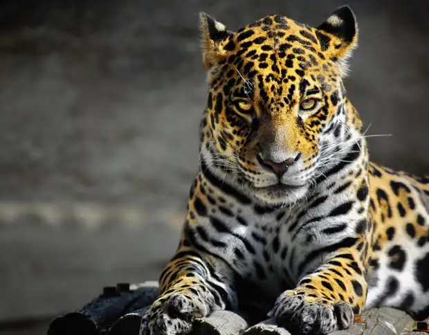 たまらない動物（55枚）