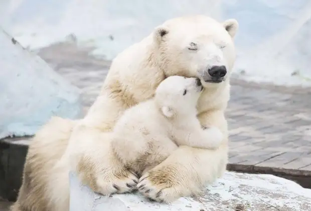 たまらない動物（55枚）