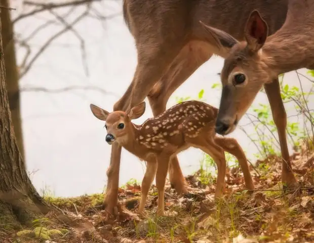 Animais irresistibles (55 fotos)