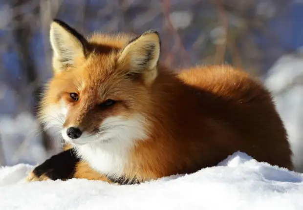 たまらない動物（55枚）