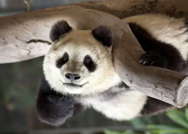 たまらない動物（55枚）