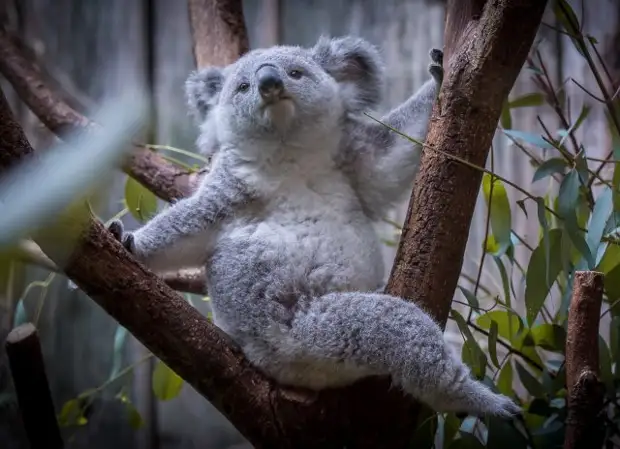 たまらない動物（55枚）