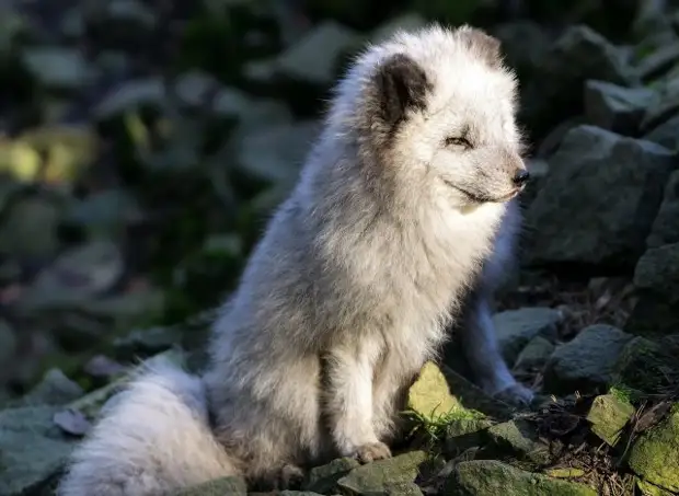 たまらない動物（55枚）